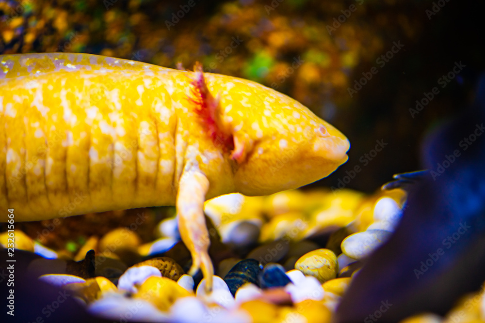 Axolotl in the water Stock Photo | Adobe Stock
