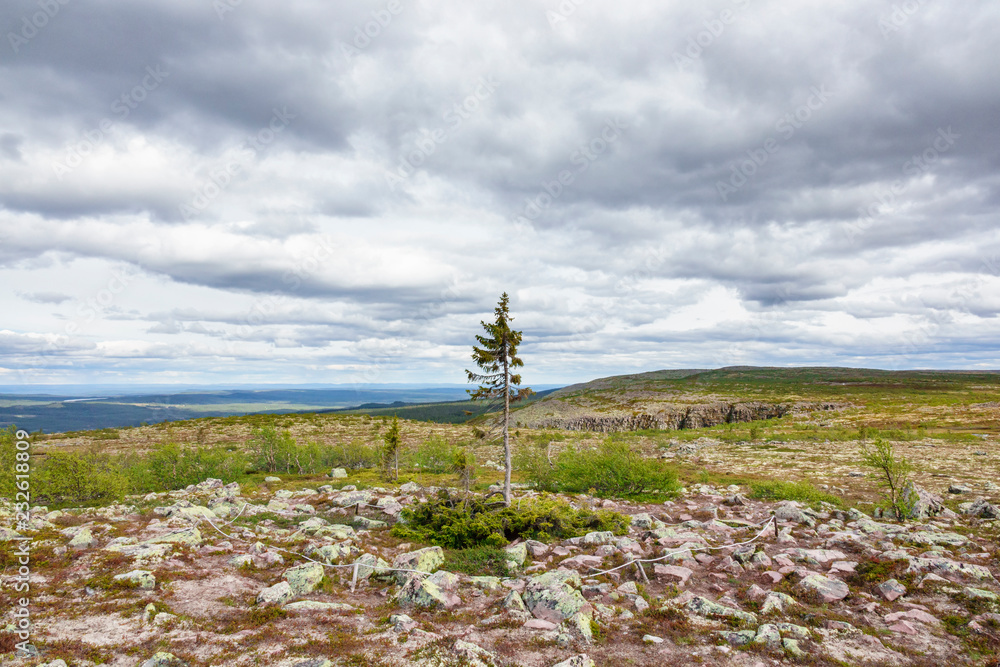 Old Tjikko an old spruce tree in the swedish mountains Stock Photo ...