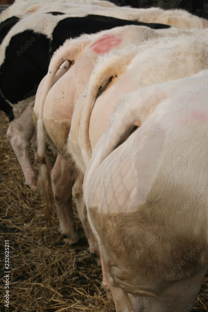 (our) Belgian Blue cows at the country fair Stock Photo | Adobe Stock