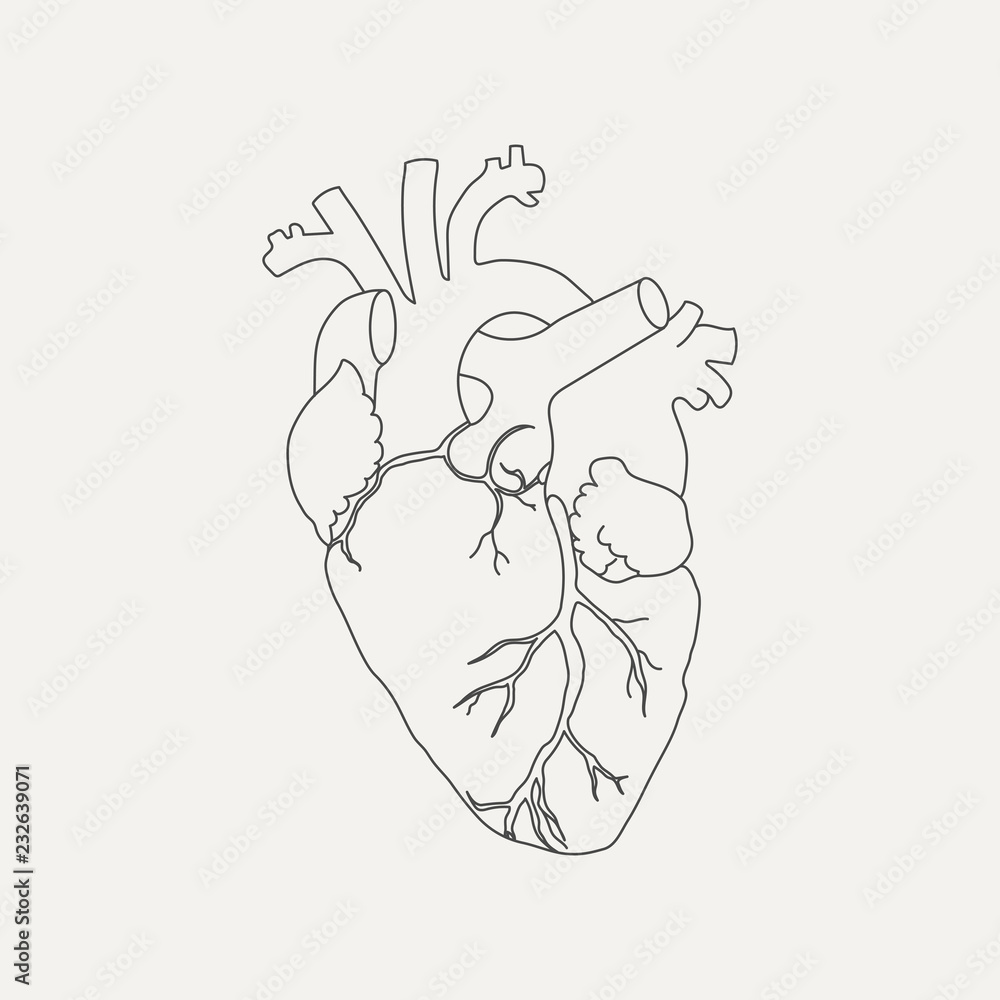 Anatomical human heart in linear style isolated on white background ...