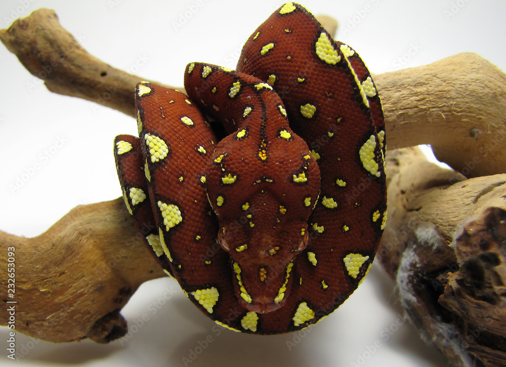 Amazon Tree Boa coiled on a branch Stock Photo | Adobe Stock