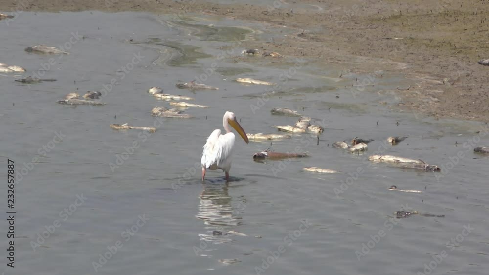 Great White Pelican tries to eat dead fish while migrating from Europe ... Great White Pelican tries to eat dead fish while migrating from Europe ...
