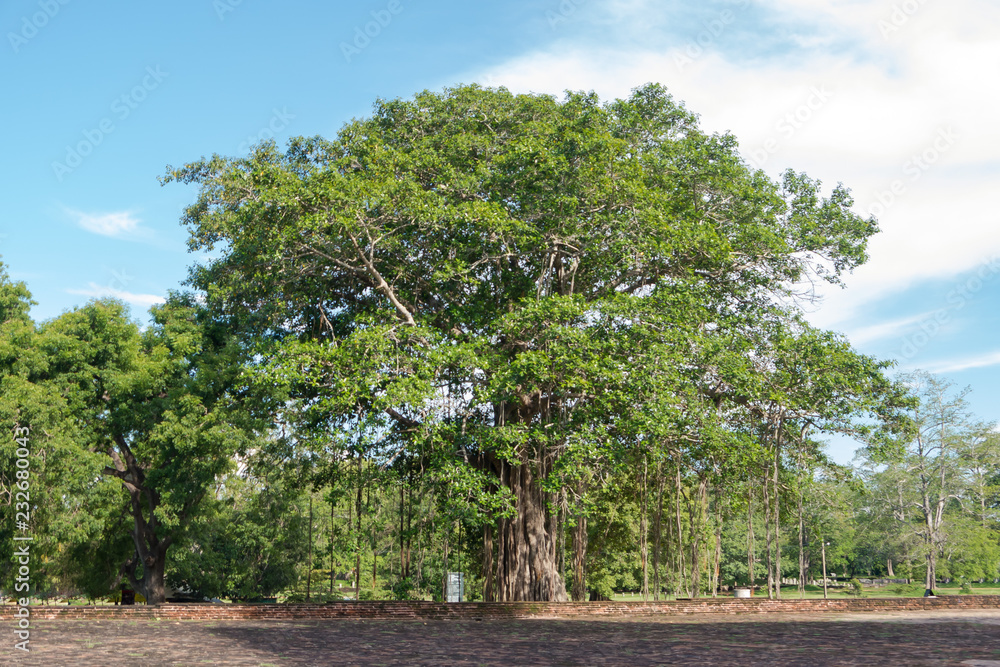 Buddhist Bodhi tree (Ficus religiosa). Sri Lanka. Stock Photo | Adobe Stock