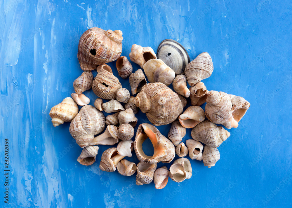 Veined rapa whelk, or Rapana venosa, sea shells on bright blue ...
