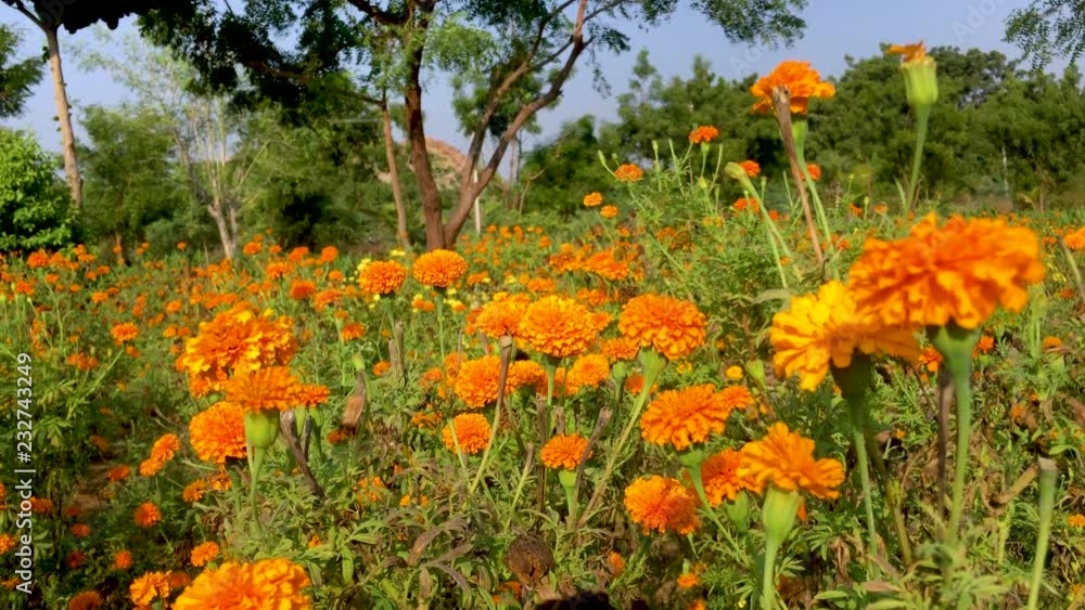 Marigold flower as a new Indian symbol of remembrance of Indian ...