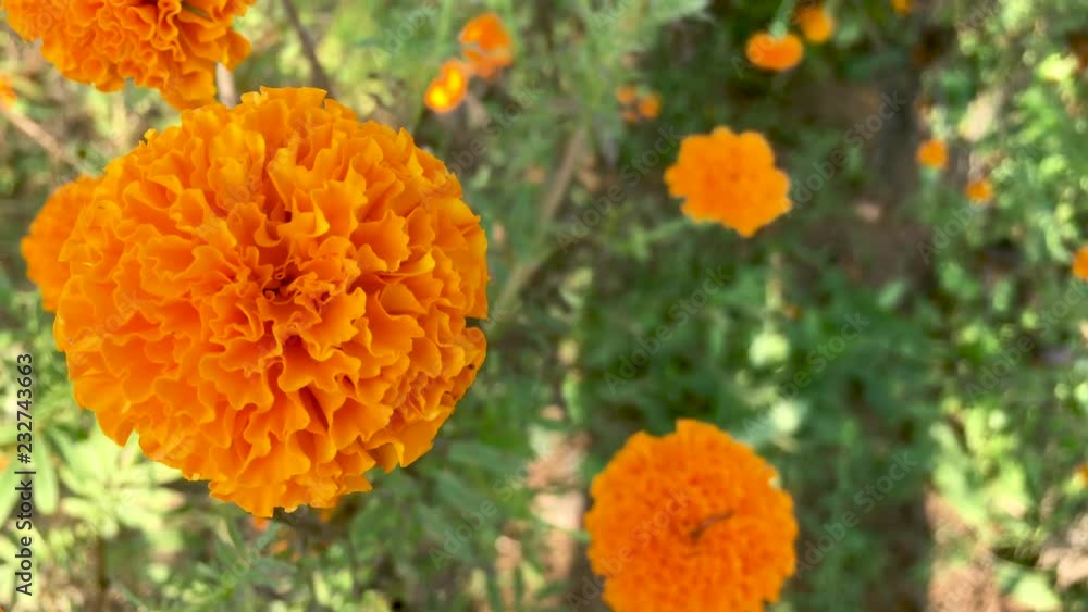 Marigold flower as a new Indian symbol of remembrance of Indian ...