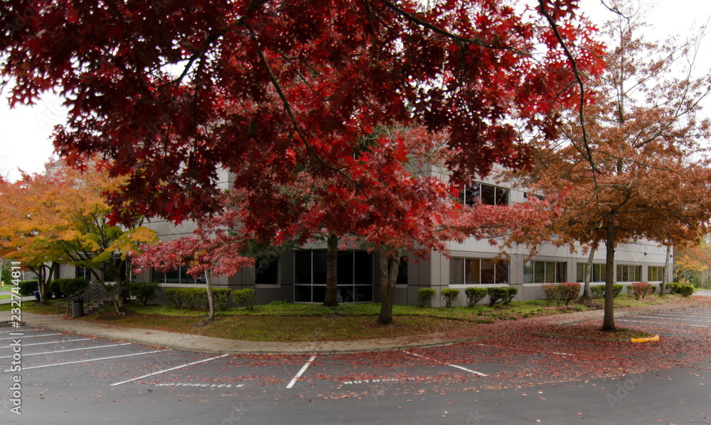 Giant branch of oak tree with red foliage covers parking lot in office ...