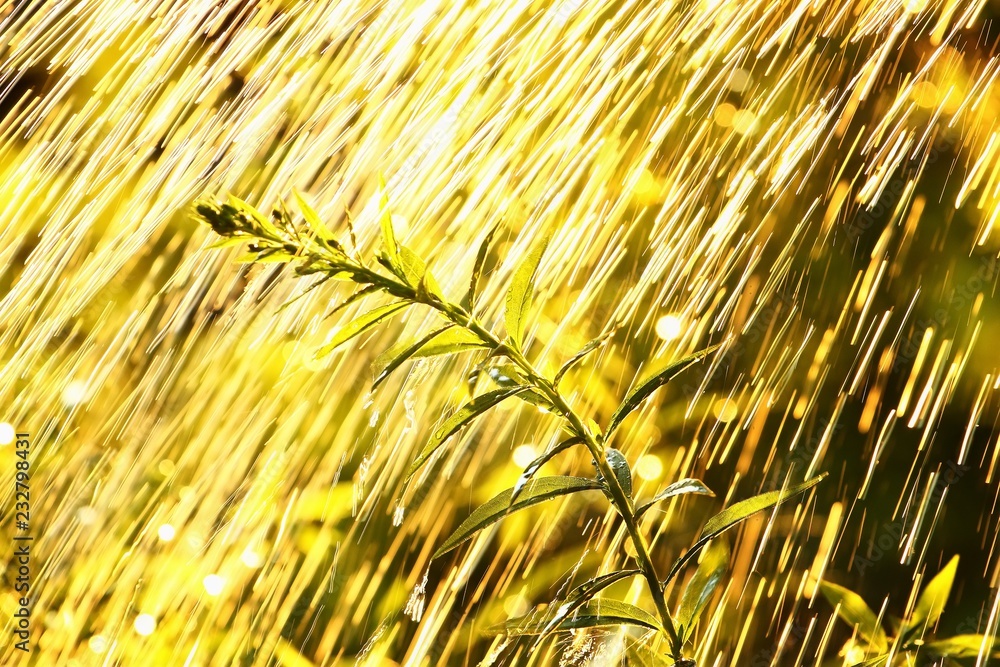 Sun Rain Shower