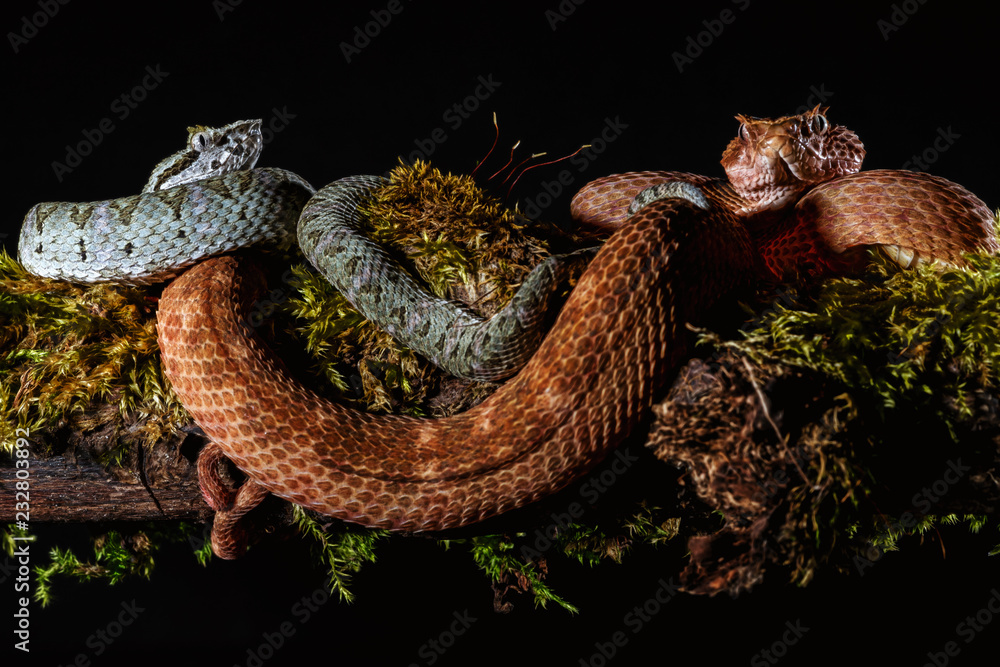 Viper Stock Photo | Adobe Stock