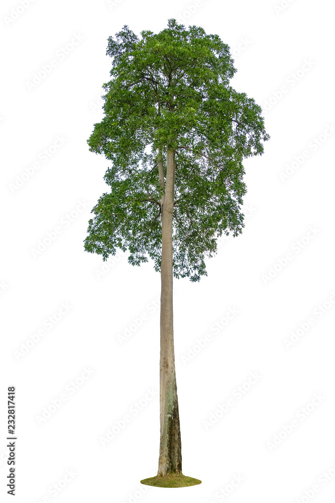 Blackboard tree (Alstonia scholaris) on white background for ...