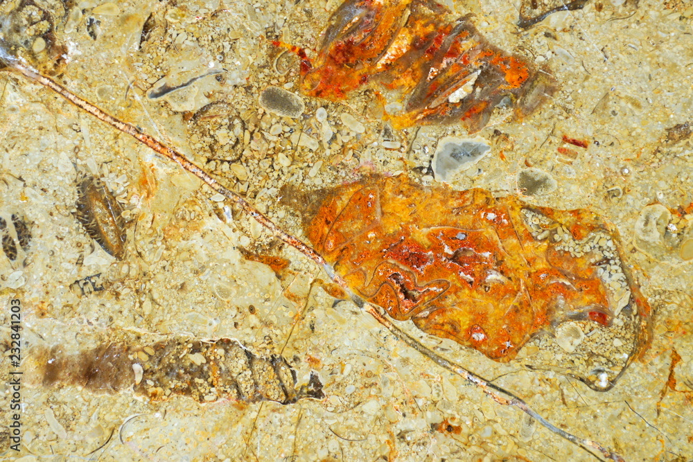 Cross section of limestone rock with fossils foto de Stock | Adobe Stock