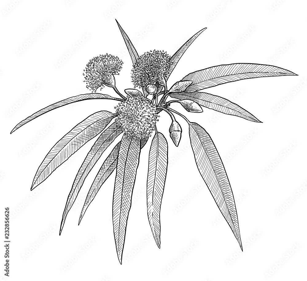 Eucalyptus leaf and flower illustration, drawing, engraving, ink, line ...
