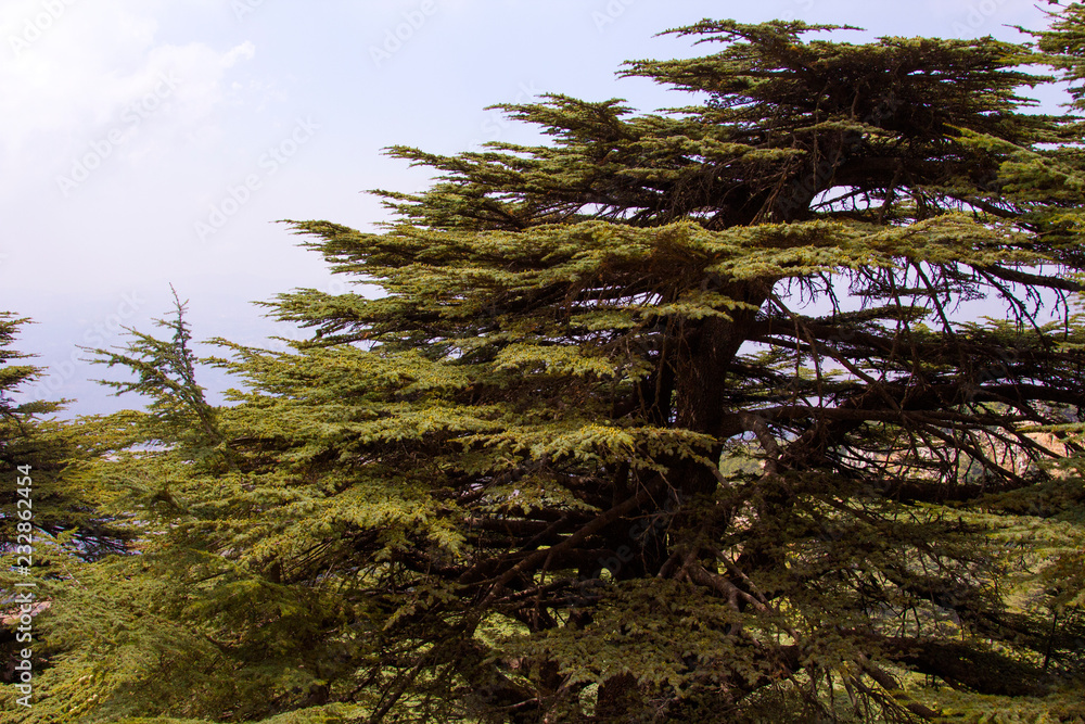 Lebanese Cedar Forest