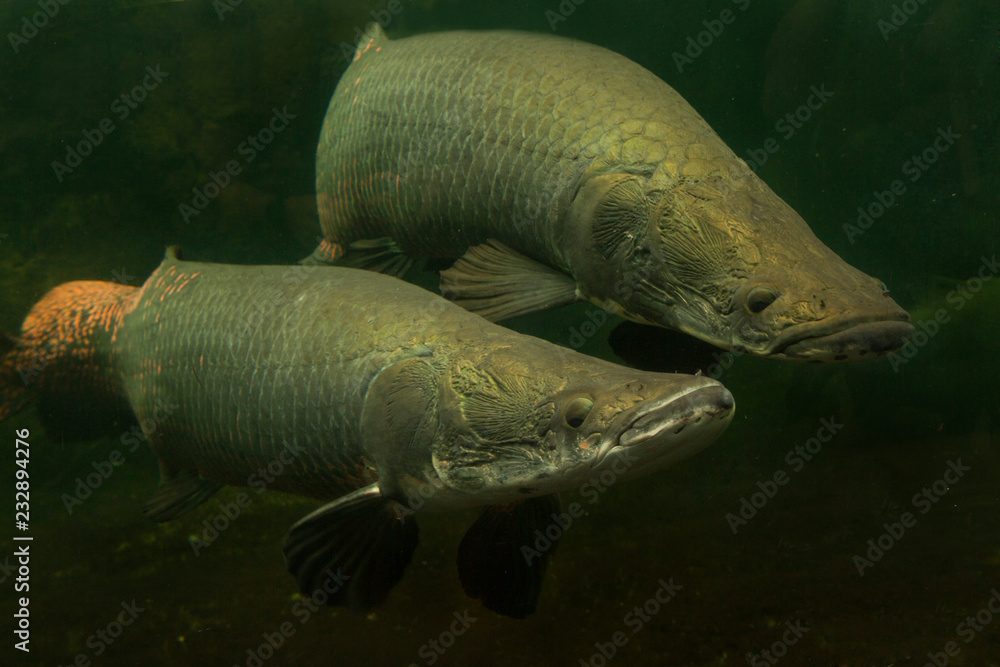 Giant Arapaima