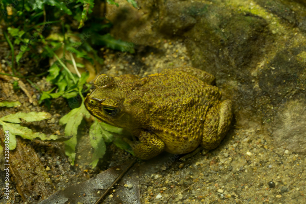 Cane toad, giant neotropical toad, marine toad (Rhinella marina). Stock ...