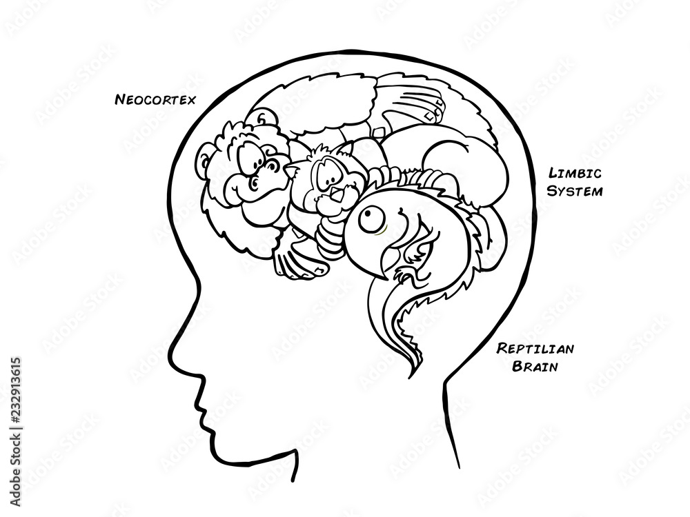 Triune Brain Black and White Stock Illustration | Adobe Stock