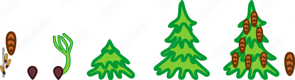 Spruce tree life cycle. Stages of growth from seed to mature spruce ...