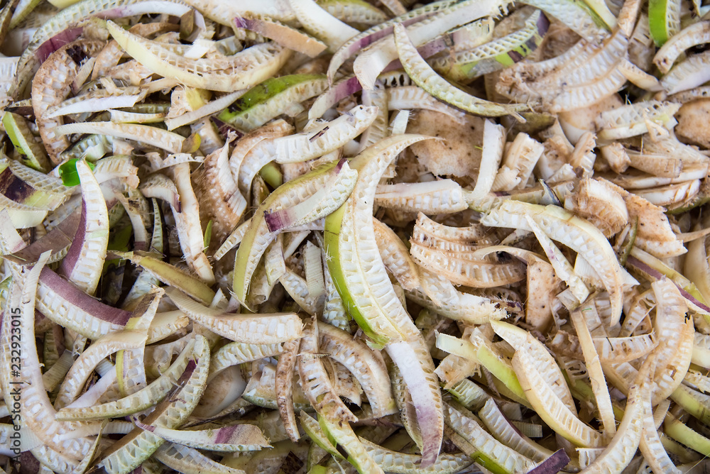 Banana tree cut in small pieces, prepare to make a pig food. New cut ...