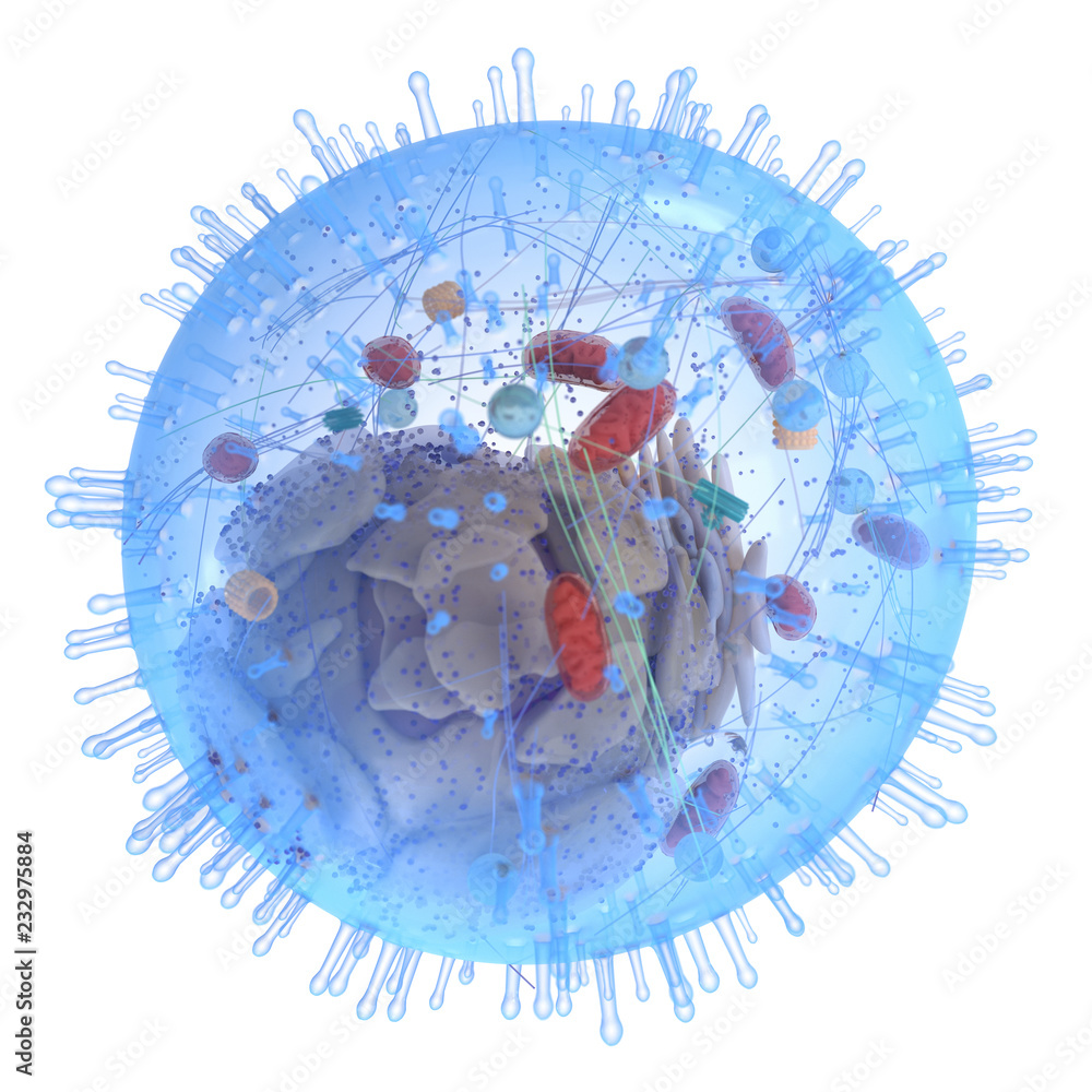 3d rendered medically accurate illustration of a human cell Stock ...