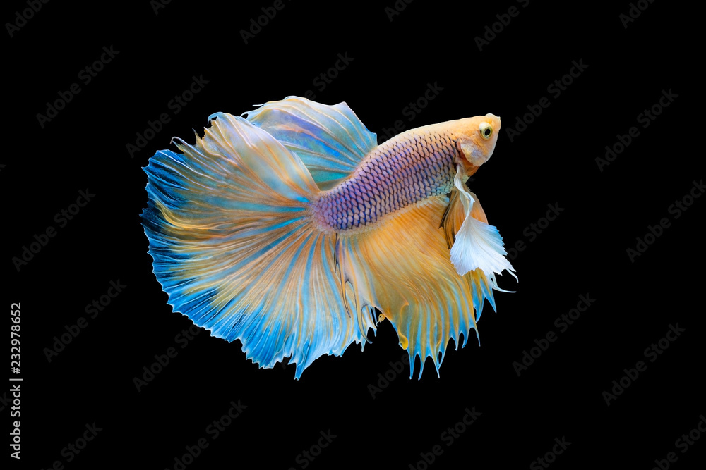 The moving moment beautiful of yellow siamese betta fish or half moon ...