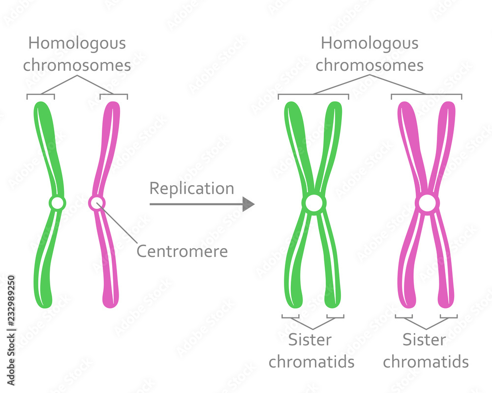 Pair of Homologous Chromosomes Stock Vector | Adobe Stock