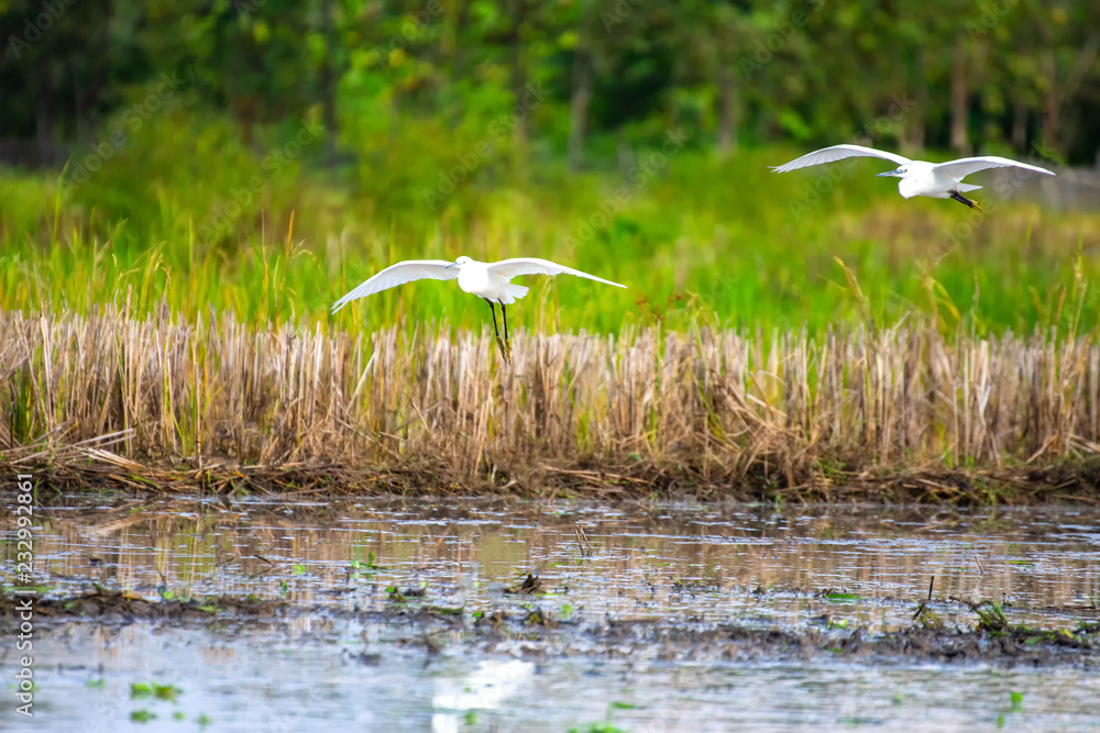 Cattle Egret (Bubulcus ibis) .Rice cultivation with Cattle Egret ...