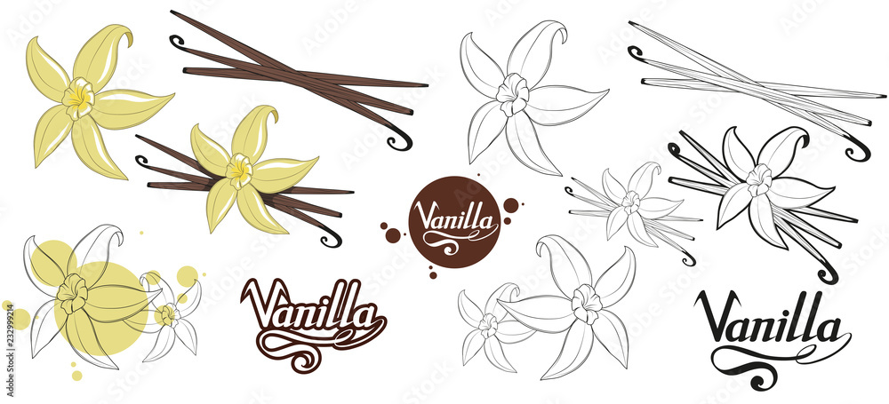 Vettoriale Stock hand drawn vanilla beans, spicy ingredient, vanilla ...
