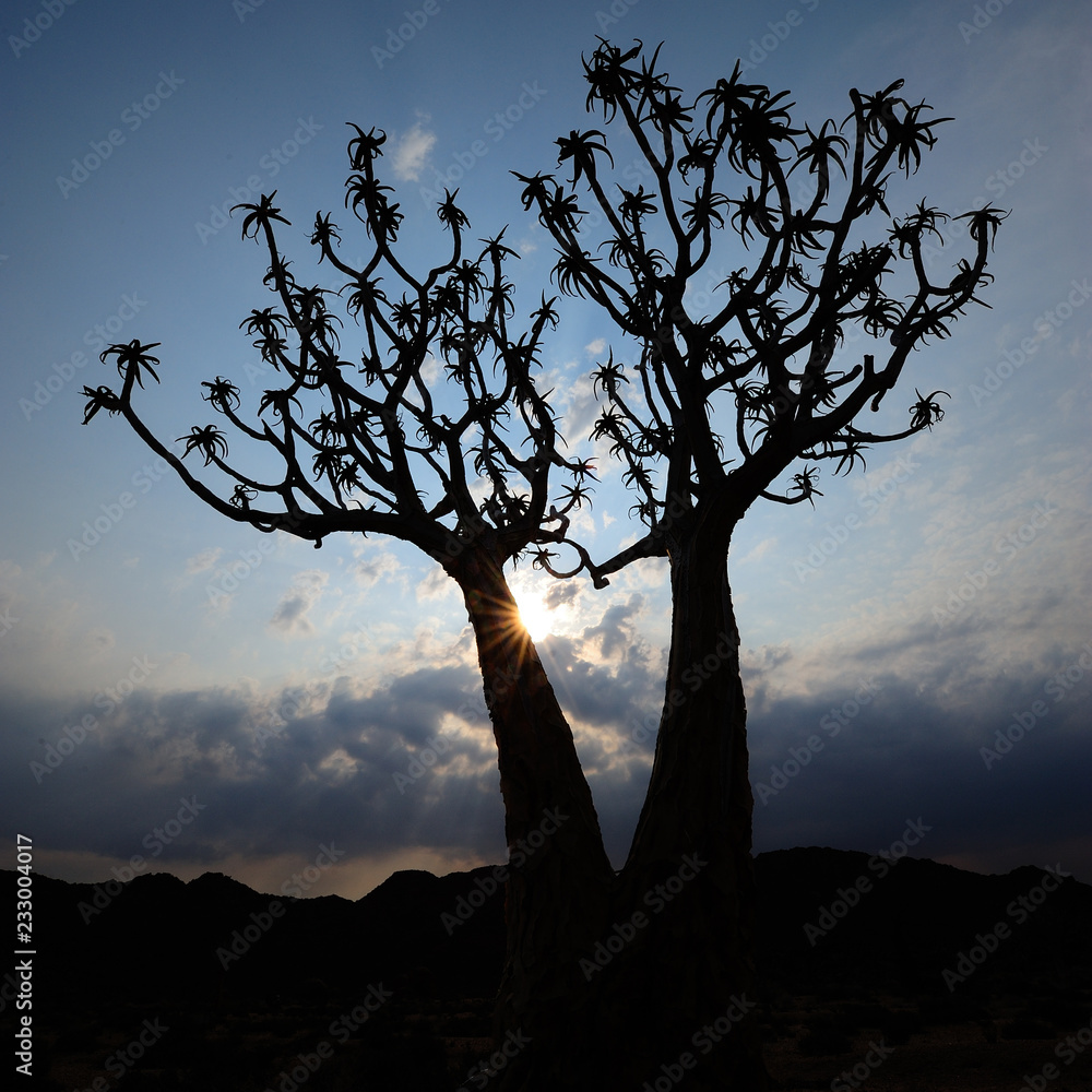Quiver tree silhouette Stock Photo | Adobe Stock