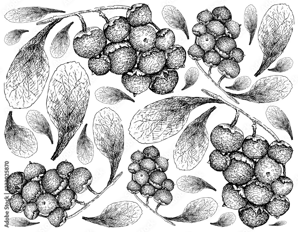 Berry Fruit, Illustration Wallpaper of Hand Drawn Sketch of ...