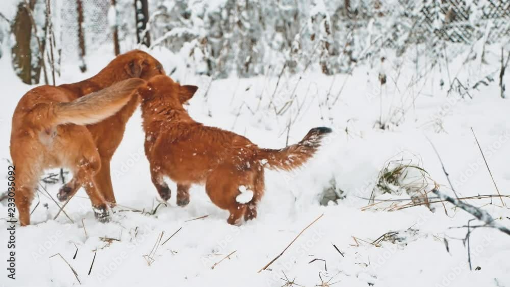 two dogs fighting in the snow winter. two dogs play bite each other run ...