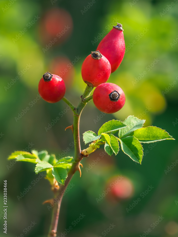Rosa canina, commonly known as the dog rose. Stock Photo | Adobe Stock