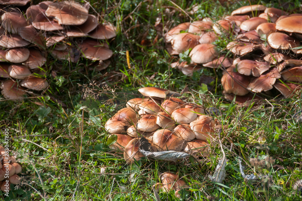 Suillus bovinus, also known as the Jersey cow mushroom. The fungus ...