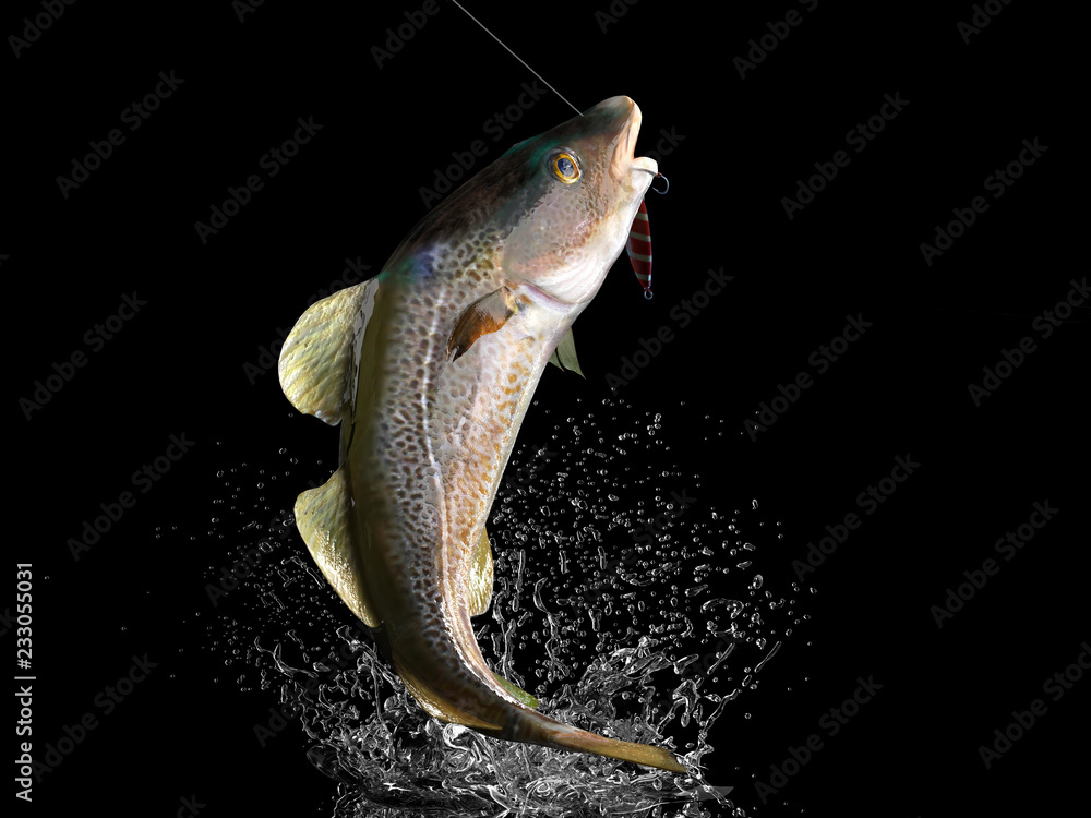 Cathing of cod fish in black background with splashes hooked by slow ...
