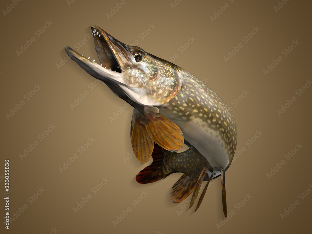 Colored background and perfect pose for common pike fish up in air ...