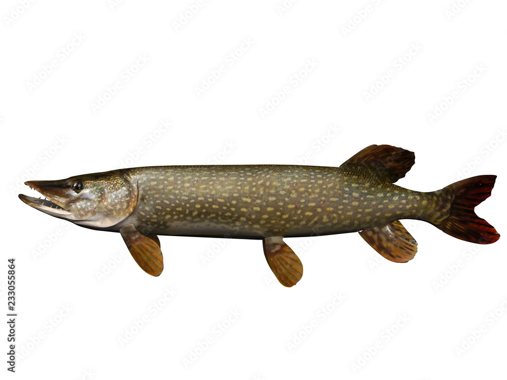 Pike fish side view 3d illustration Stock Illustration | Adobe Stock