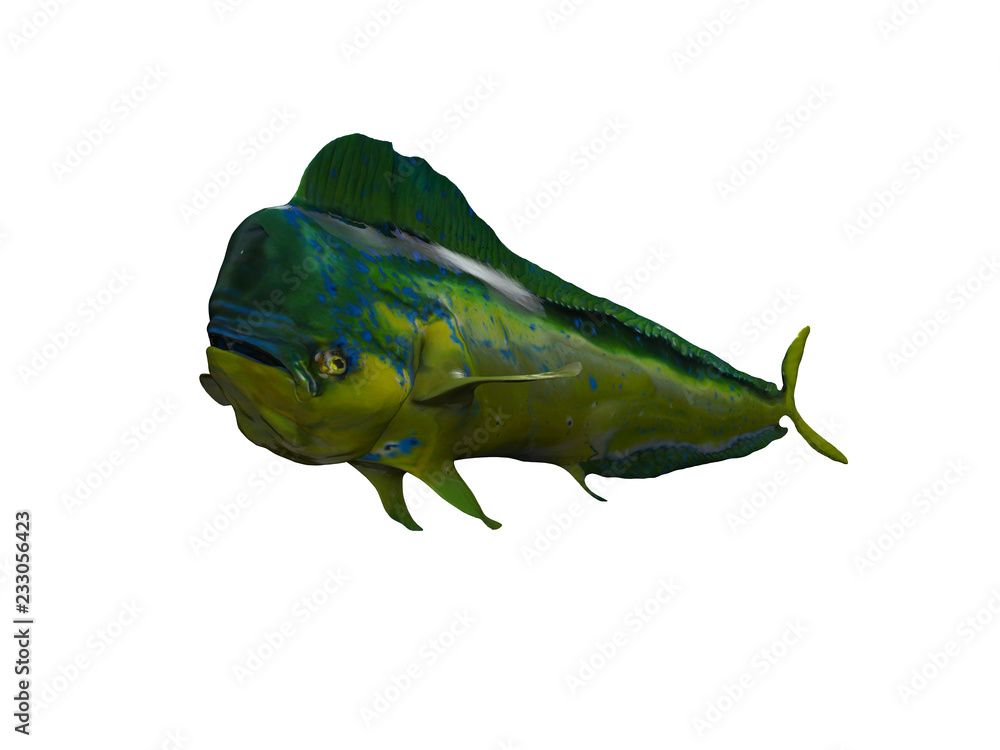 Mahi-Mahi fish side view 3d render isolated background Stock ...