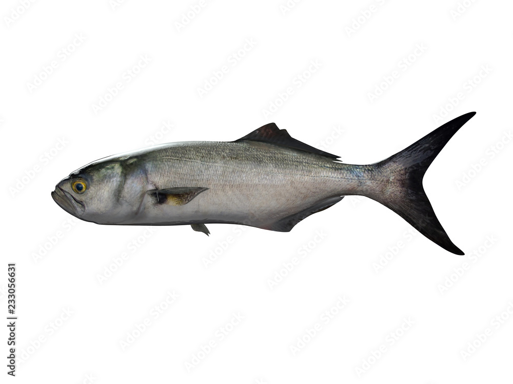 Side view of Bluefish elf fish 3d render white background Stock ...