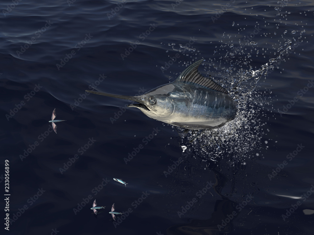 Marlin sailfish getting out of water to catch flying fishes in ocean 3d ...