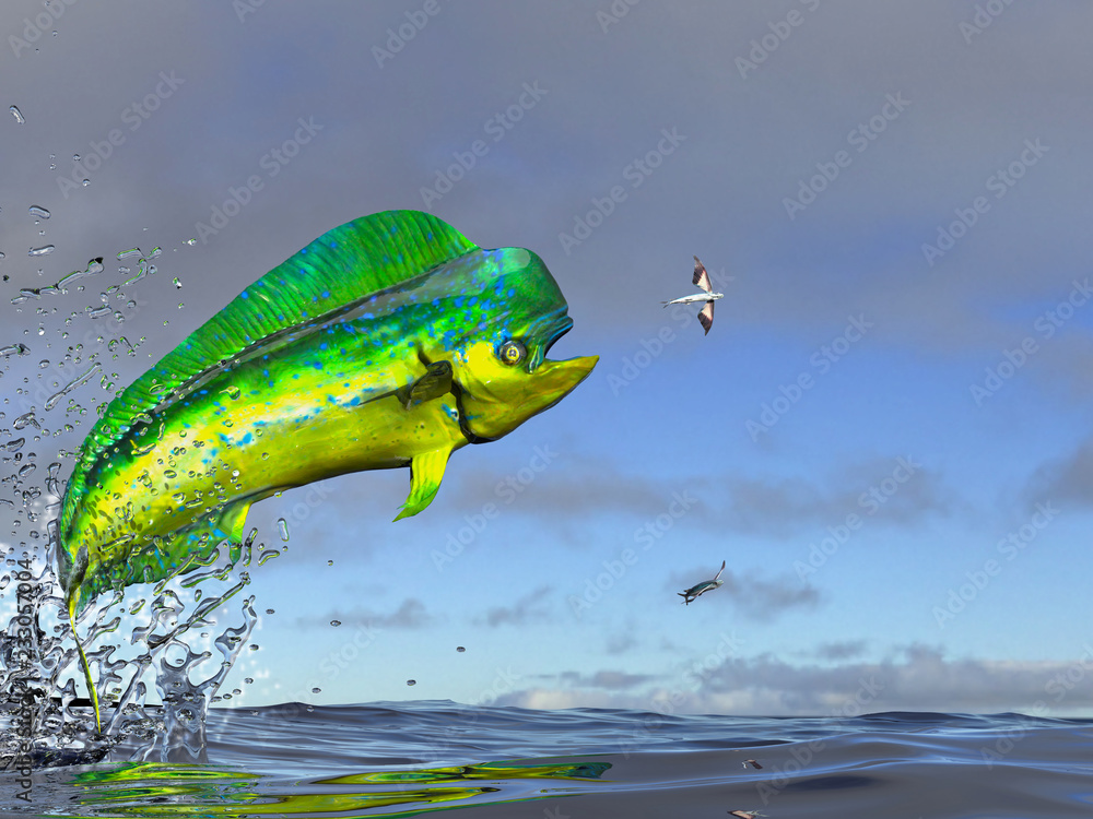 Mahi mahi dolphinfish jumping to catch flying fished in ocean 3d render Stock-Illustration ...