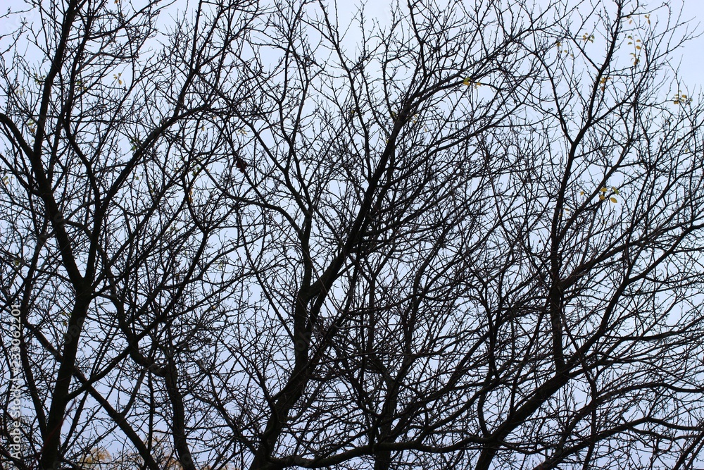 Branches of a tree without leaves Stock Photo | Adobe Stock