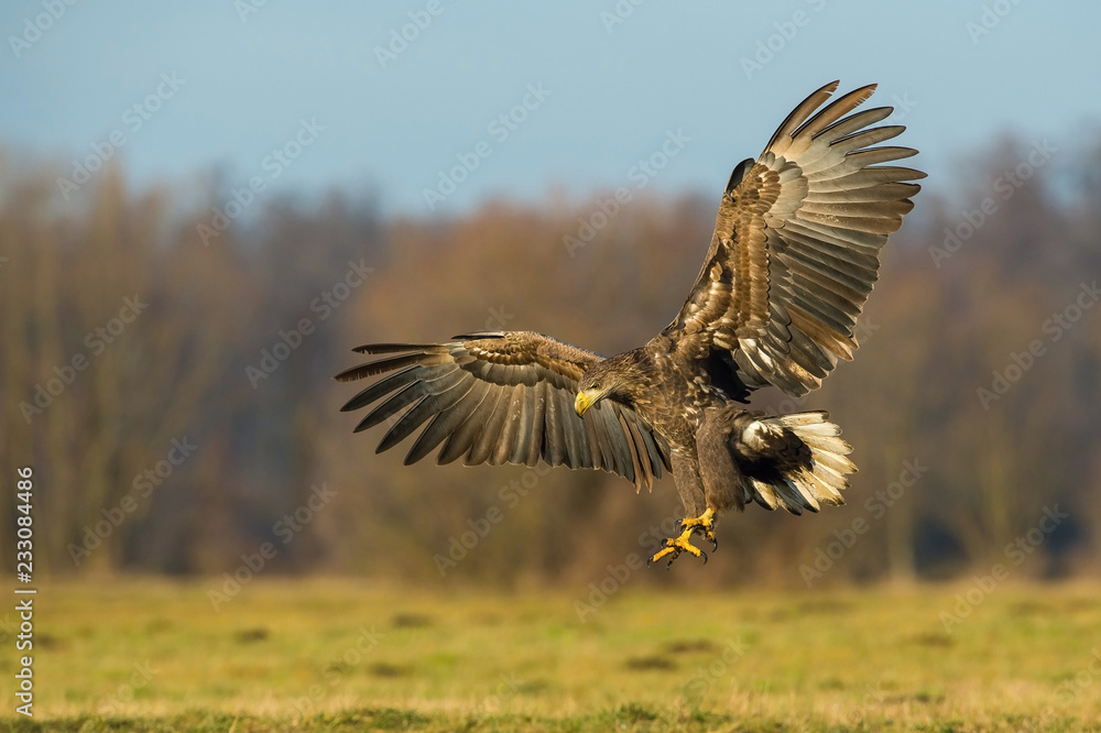 Foto de The White-tailed Eagle, Haliaeetus albicilla is flying in ...