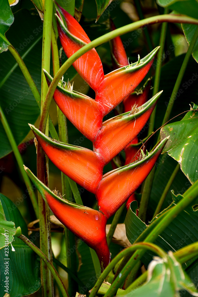 Heliconia bihai - crab claw flower, tropical plant from Mauritius Stock ...