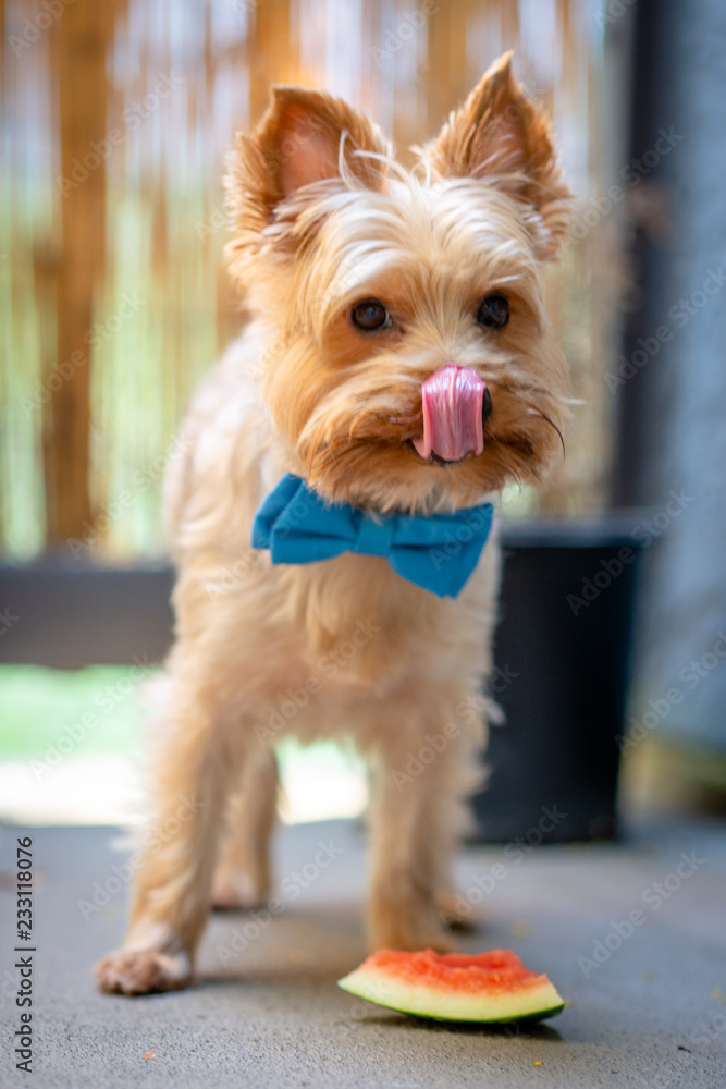 What Can A Yorkshire Terrier Eat