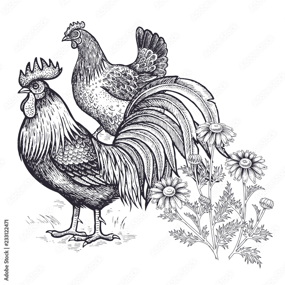 Realistic hand drawing of hen, rooster and chamomile isolated on white ...
