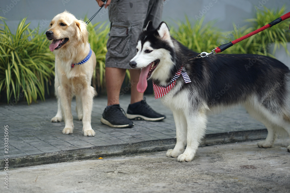 Black Siberian Retriever