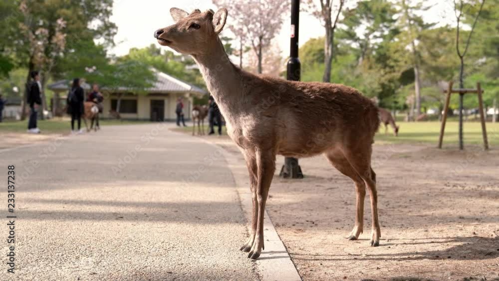 sika deer smelling the fresh air with many tourists in the background ...