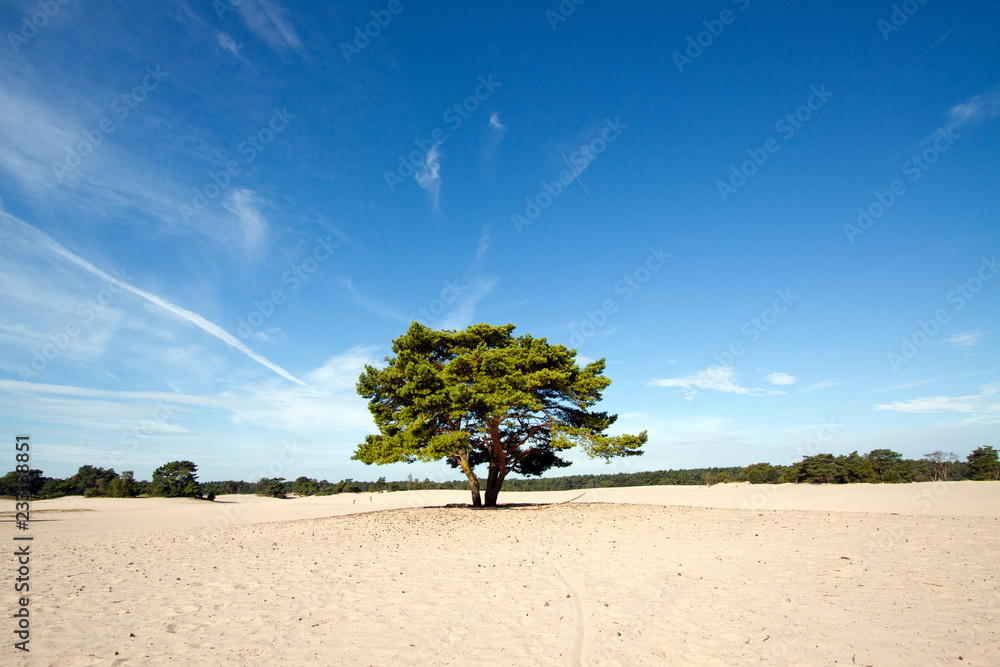 Shifting sands and heath land in Soesterduinen, a unique nature reserve ...