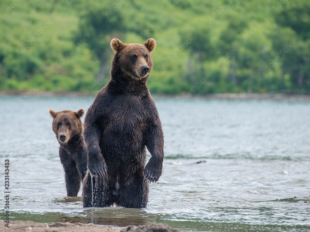 The Kamchatka brown bear is a subspecies of the brown bear, common on ...