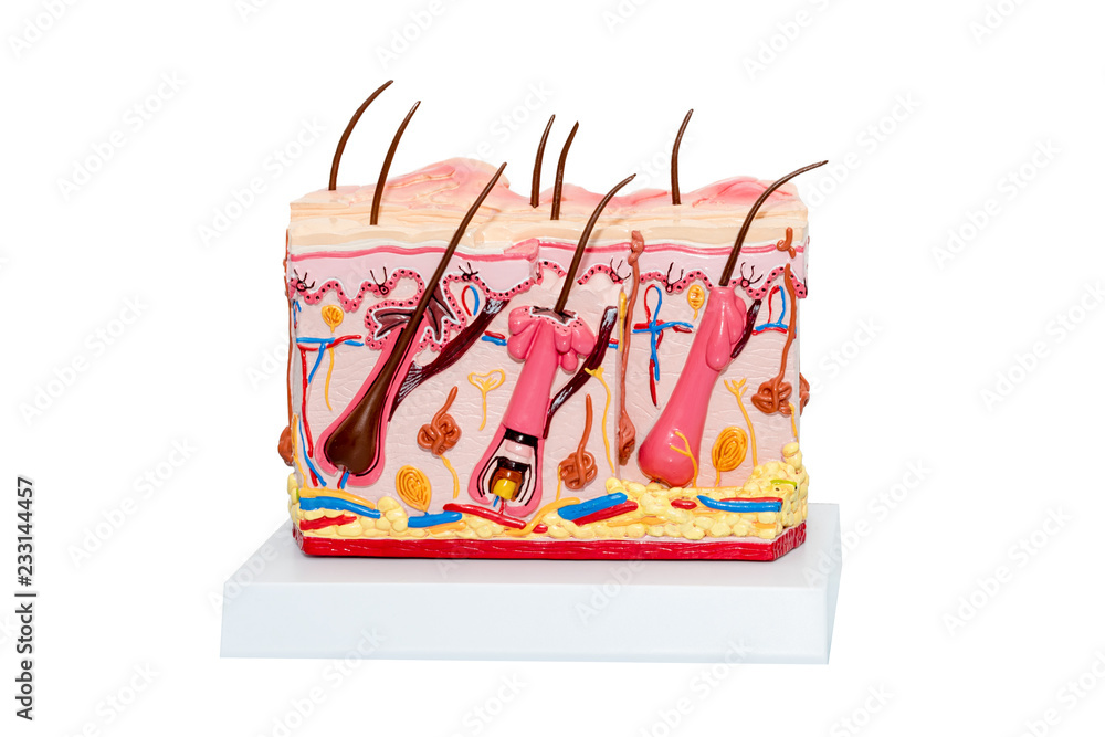 The Human Skin Cross-Section model. Detailed human skin structure with ...