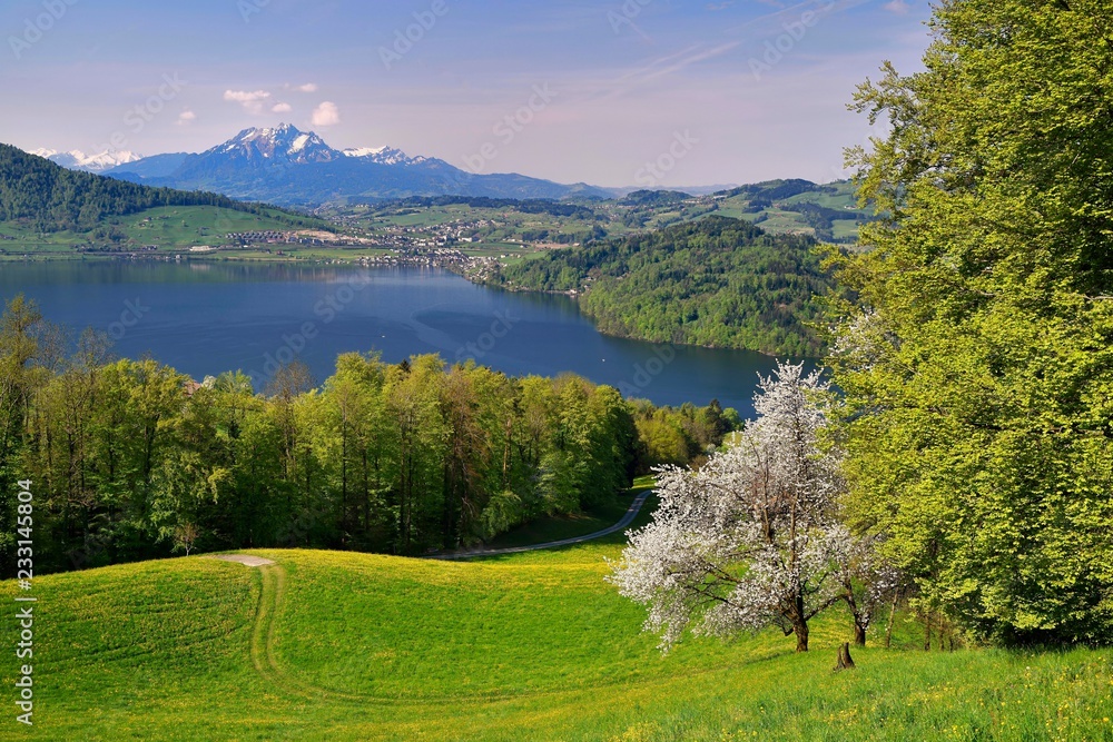 View of Lake Zug and Mount Pilatus, cherry blossoms in front of it ...